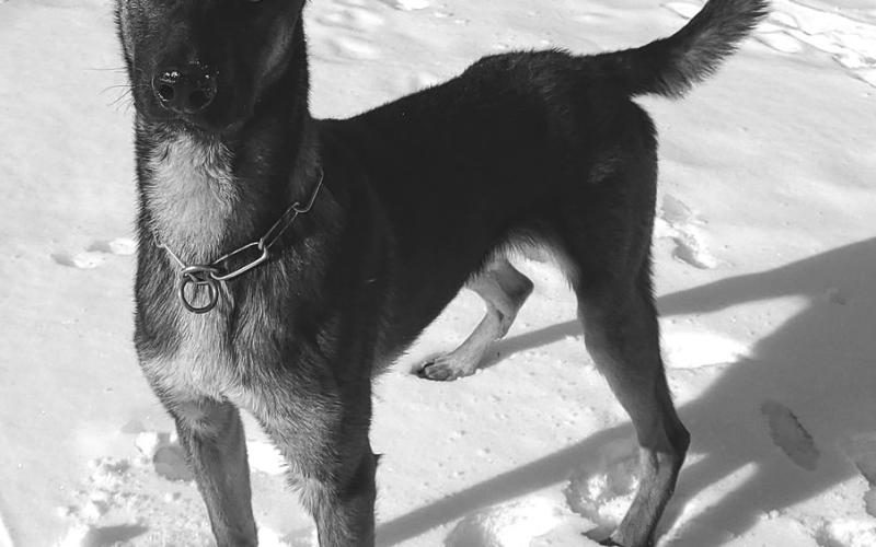 New K-9 joins Corson County Sheriff’s Office | Timber Lake Topic